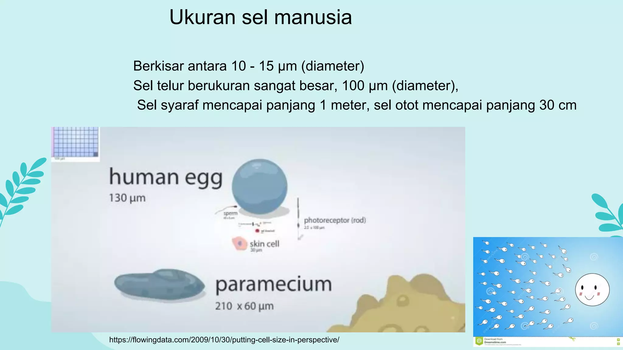 4) Struktur dan Bentuk Sel.pdf