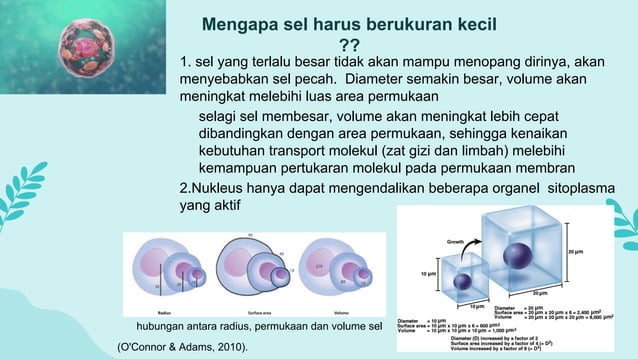 4) Struktur dan Bentuk Sel.pdf