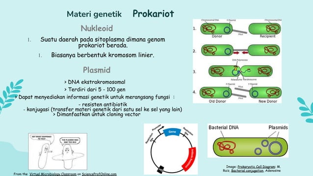 4) Struktur dan Bentuk Sel.pdf