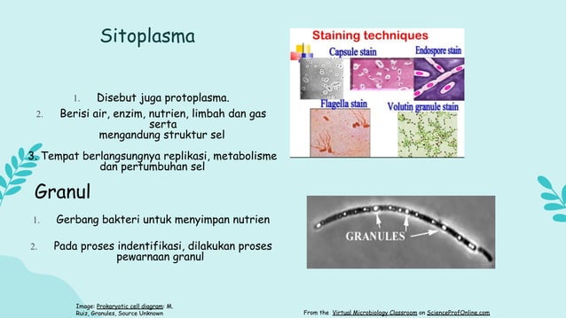 4) Struktur dan Bentuk Sel.pdf
