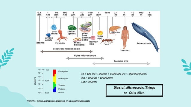 4) Struktur dan Bentuk Sel.pdf