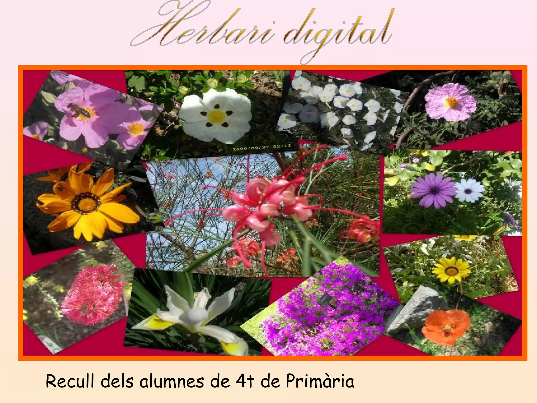 4t herbari-09-10 | PPS