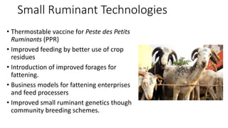 Small ruminants value chains in Ethiopia, Mali and Northern Nigeria | PPT