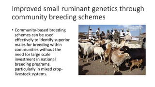 Small ruminants value chains in Ethiopia, Mali and Northern Nigeria | PPT