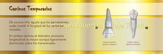 Anatomía dental y oclusión / 1er unidad / 4ta clase: Morfología de los ...