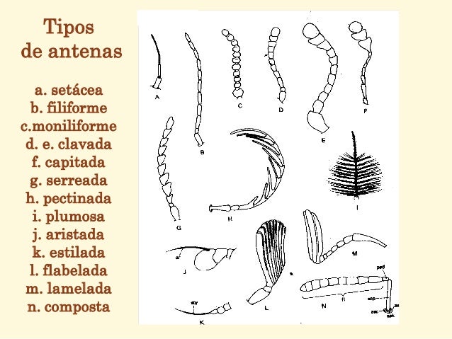 entomologia aula4 tagma1 cabeça UFRPE
