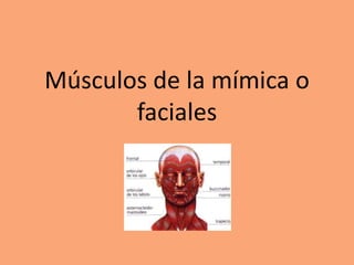 Musculos Faciales | PPTX