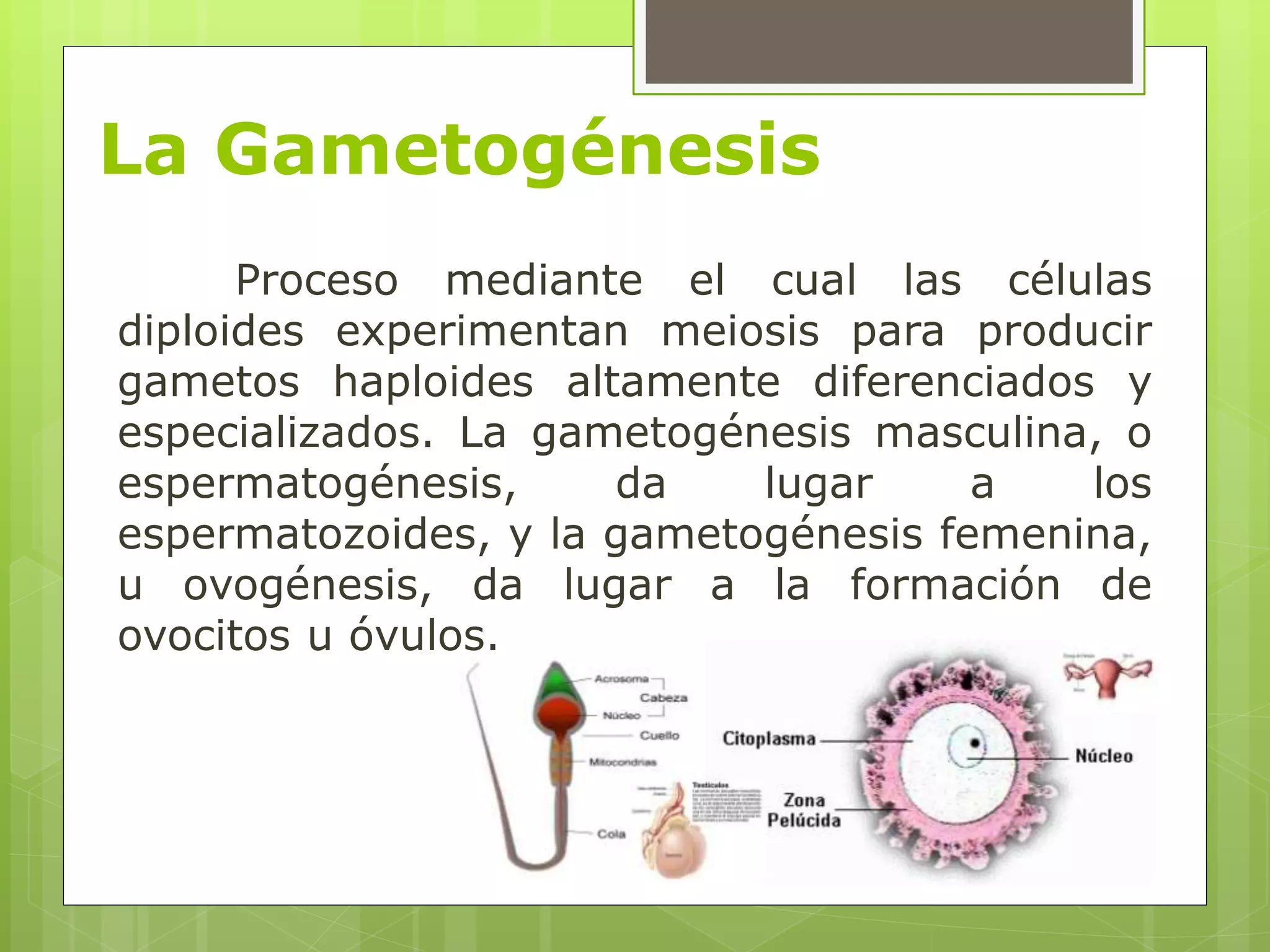Proceso de Gametogénesis | PPT