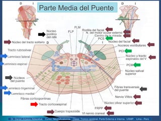 4ta Teoría de neuroanatomía. Tronco cerebral..pdf