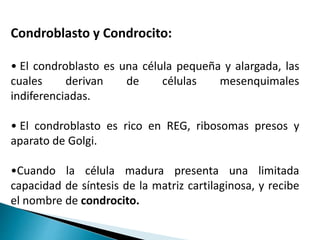 Tejido conjuntivo especializado cartilago | PPTX