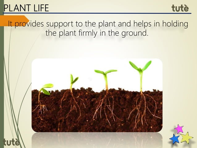 4th cbse - plant life - science. | PPTX