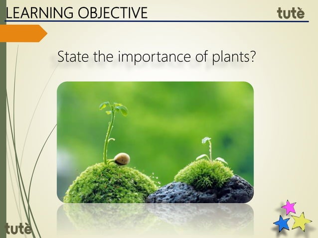4th cbse - plant life - science. | PPTX