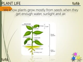 4th cbse - plant life - science. | PPTX