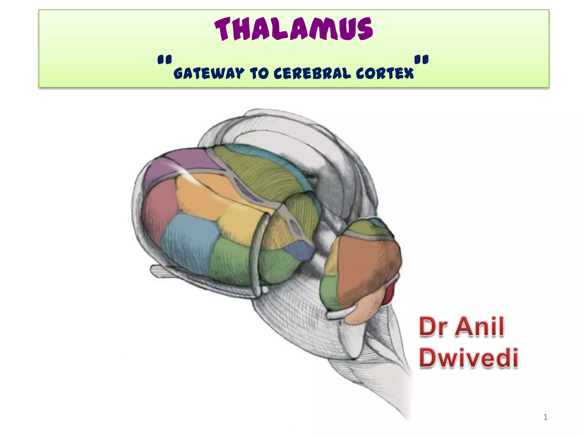 4 thalamus | PPTX