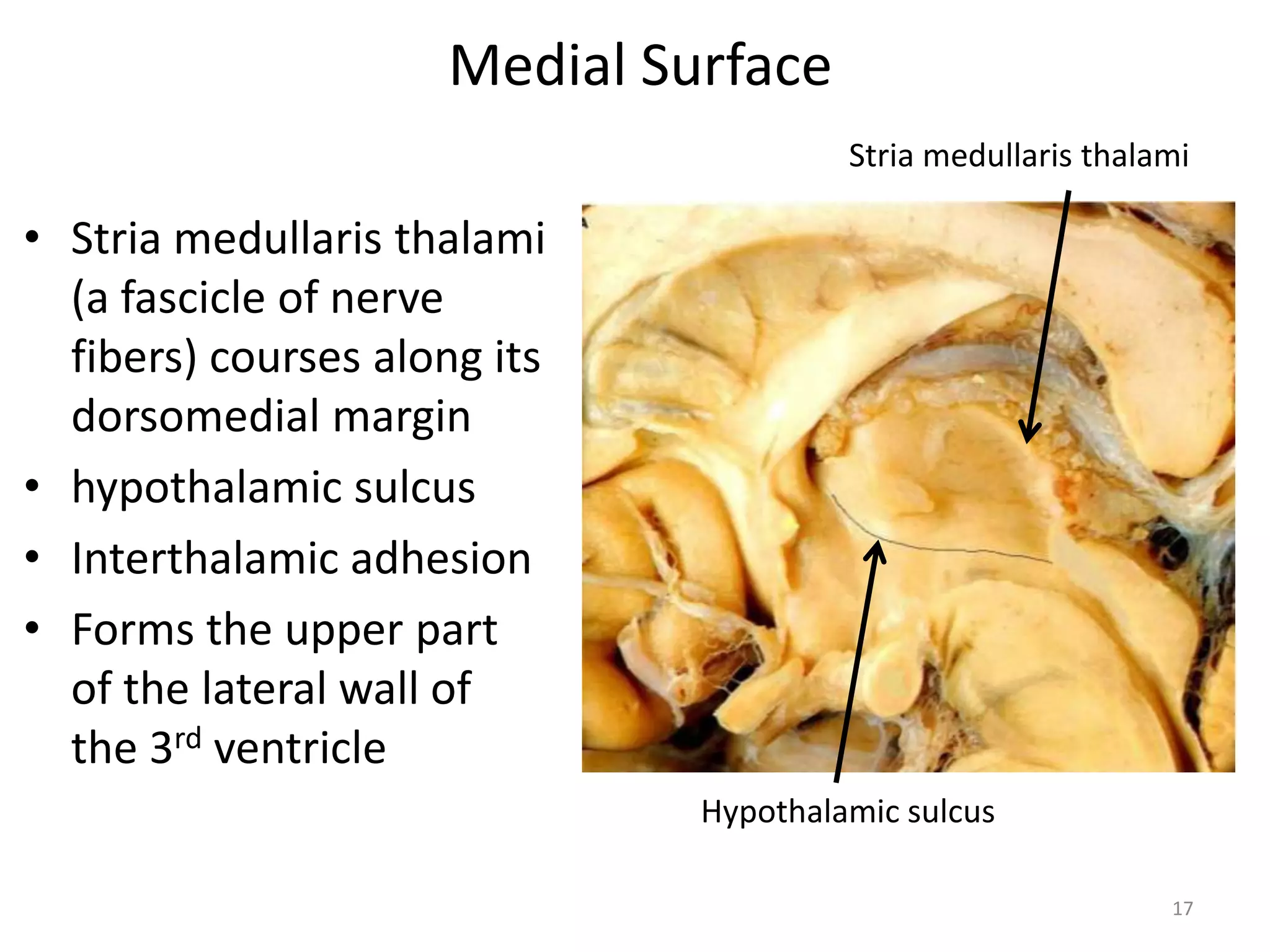 4 thalamus | PPTX | Brain and Nervous System Disorders | Diseases and ...