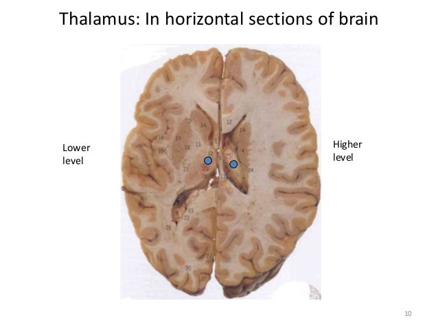4 thalamus