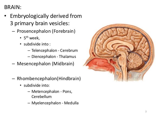 Telencephalon Diencephalon Mesencephalon Metencephalon