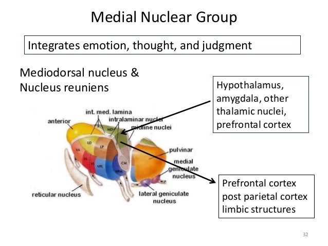 4 thalamus