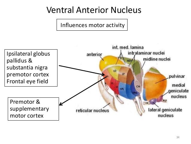 4 thalamus