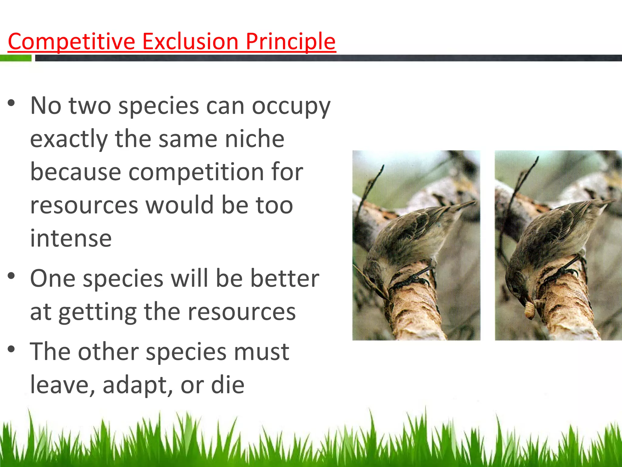 AP Biology Community Ecology | PPT