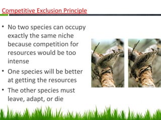Competition Examples Biology