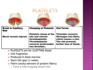 circulatory_system | PPT