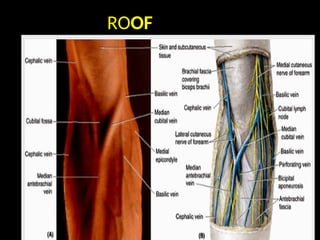 GROSS ANATOMY OF THE CUBITAL FOSSA &.pptx