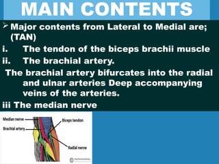 GROSS ANATOMY OF THE CUBITAL FOSSA &.pptx