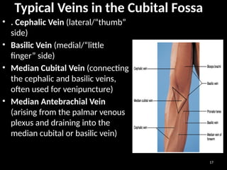 GROSS ANATOMY OF THE CUBITAL FOSSA &.pptx