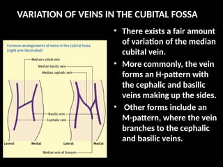 GROSS ANATOMY OF THE CUBITAL FOSSA &.pptx