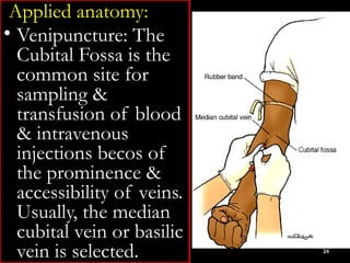 GROSS ANATOMY OF THE CUBITAL FOSSA &.pptx
