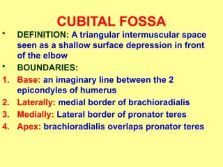 GROSS ANATOMY OF THE CUBITAL FOSSA &.pptx