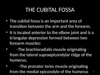 GROSS ANATOMY OF THE CUBITAL FOSSA &.pptx