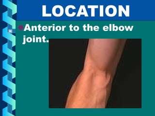 GROSS ANATOMY OF THE CUBITAL FOSSA &.pptx