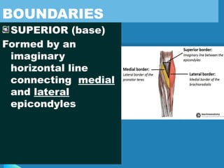 GROSS ANATOMY OF THE CUBITAL FOSSA &.pptx