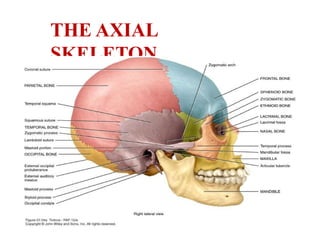 4 Axial Skeleton different bones & location | PPTX