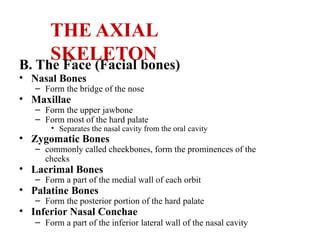 4 Axial Skeleton different bones & location | PPT