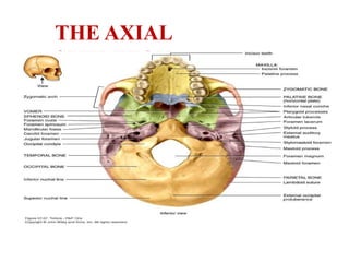4 Axial Skeleton different bones & location | PPTX