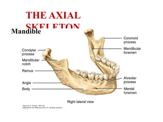 4 Axial Skeleton different bones & location | PPTX