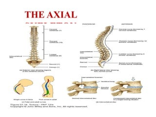 4 Axial Skeleton different bones & location | PPTX
