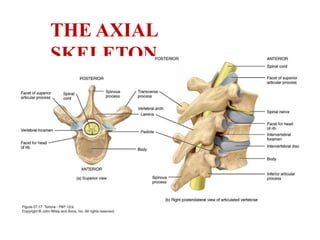 4 Axial Skeleton different bones & location | PPTX