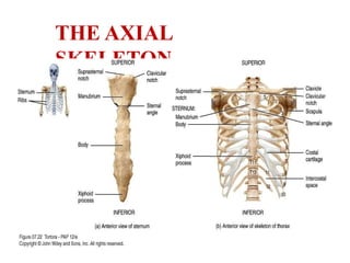 4 Axial Skeleton different bones & location | PPTX