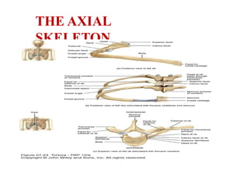 4 Axial Skeleton different bones & location | PPTX