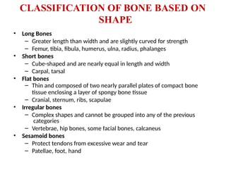 4 Axial Skeleton different bones & location | PPT