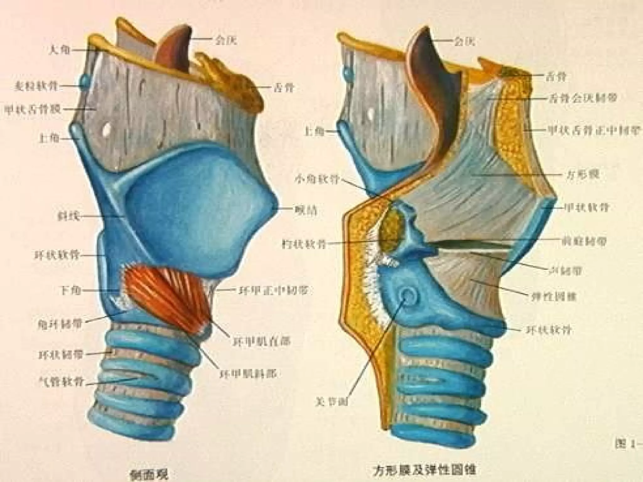 4 the larynx(anatomy) | PPT