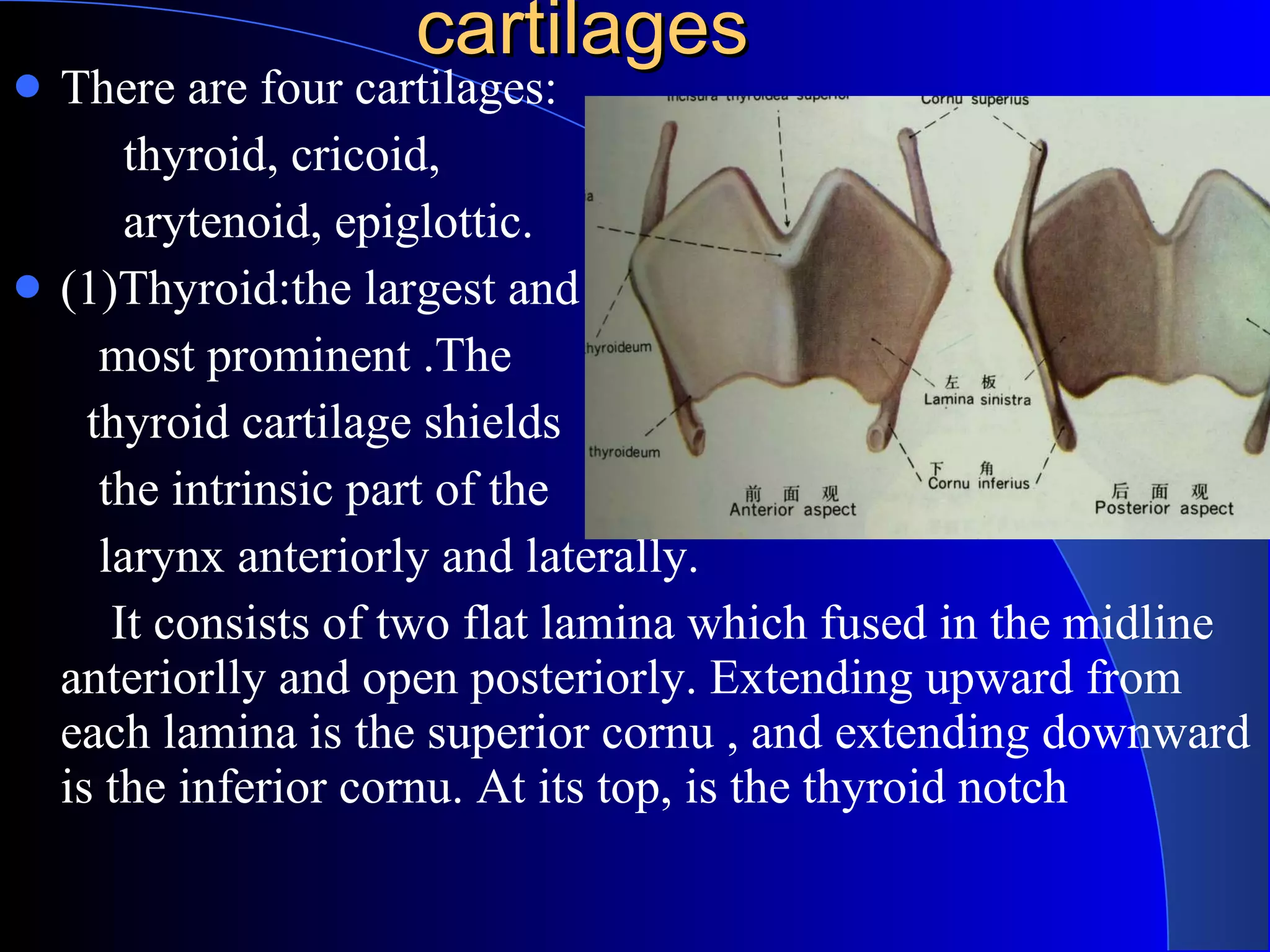 4 the larynx(anatomy) | PPT