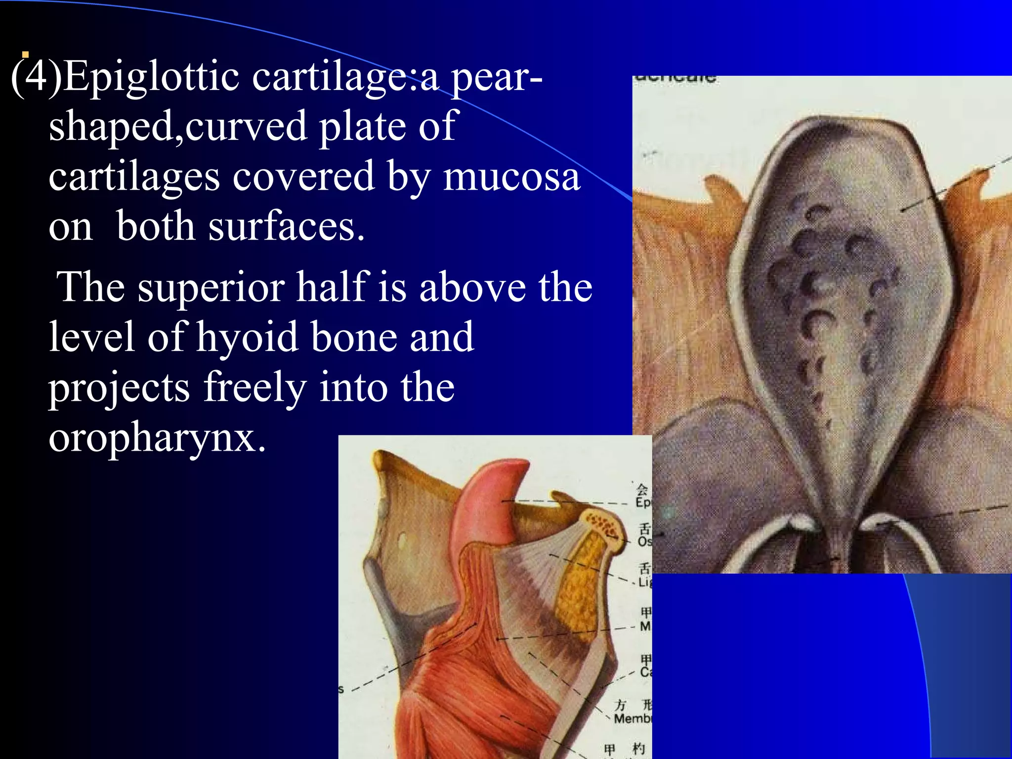 4 the larynx(anatomy) | PPT