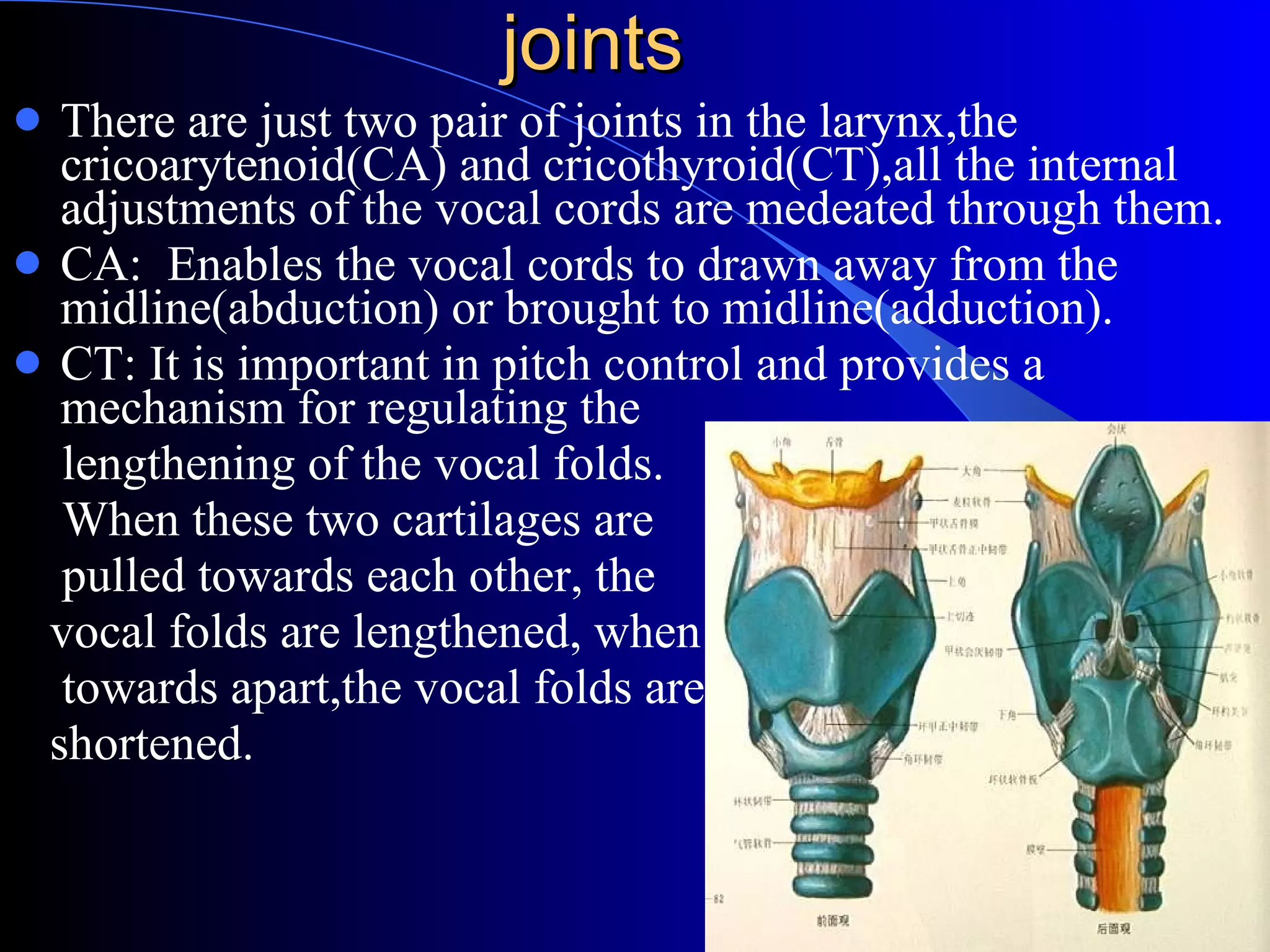 4 the larynx(anatomy) | PPT