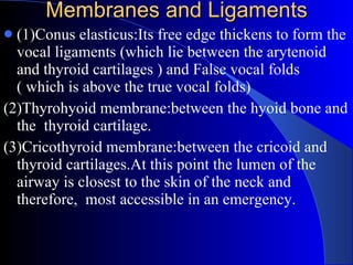 4 the larynx(anatomy) | PPT