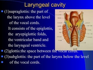 4 the larynx(anatomy) | PPT